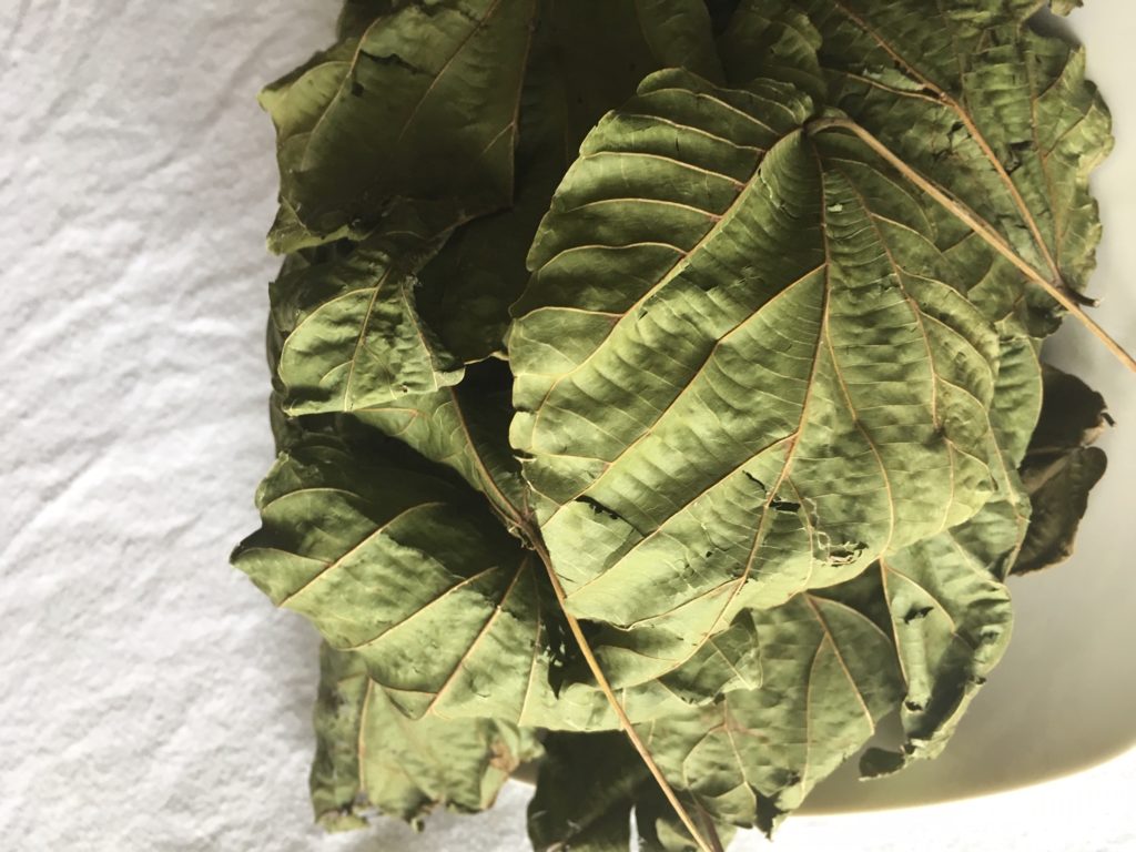 Alchornea cordifolia